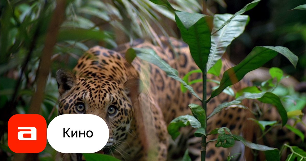 Фильм Амазонка (США, 1997) – Афиша-Кино